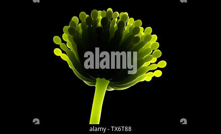 Aspergillus fungus, illustration Stock Photo - Alamy