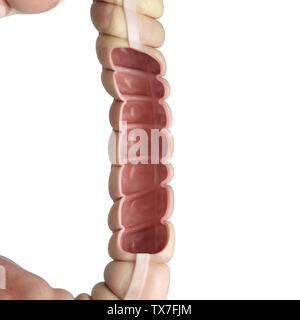 Illustration of the Transverse section of large intestine. This view ...