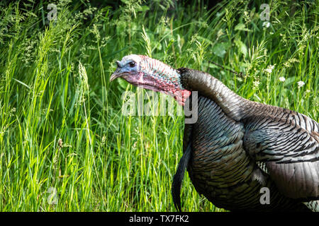 Wild Tom Turkey Gobbling Stock Photo - Alamy