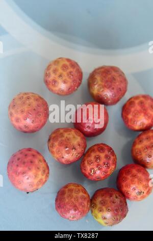 Rural wild lychee nutrition health ecological mountain goods Stock ...