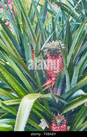 Bromeliacae Ananas nature portrait at the funchal botanic gardens ...