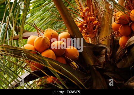 bunch of fresh orange king whole coconuts fruit on coconut/coco tree ...