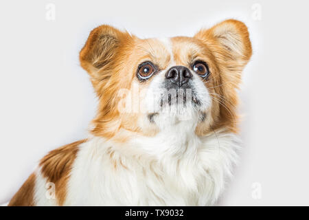 Cute cat and dog, cutest pet, our friend Stock Photo - Alamy