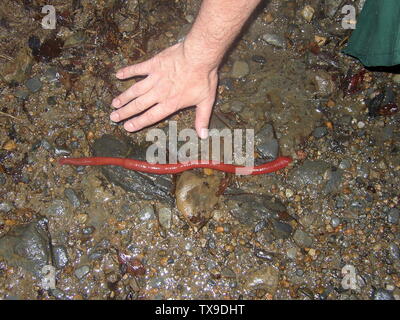 Kinabalu giant red leech (Mimobdella buettikoferi) feeding on Kinabalu ...