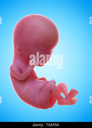 Illustration of a fetus at week 12 Stock Photo - Alamy