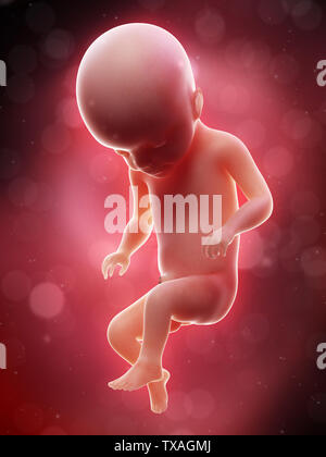 Human fetus at week 22, illustration Stock Photo - Alamy