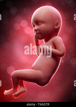 Human fetus at week 36, illustration Stock Photo - Alamy