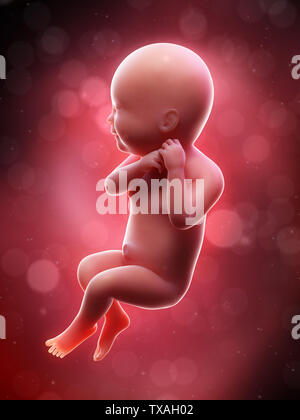 Human fetus at week 40, illustration Stock Photo - Alamy