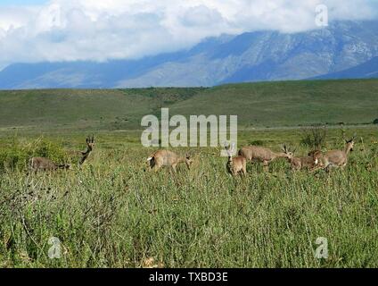 Grey Rhebok (Pelea capreolus), Bontebok National Park, South Africa ...