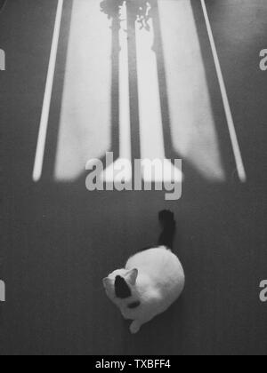 Man turning into a cat Stock Photo - Alamy