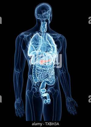 Pancreas 3D rendering illustration. Anterior or front view of the human ...