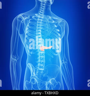 Pancreas 3D rendering illustration anterior or front view close-up ...