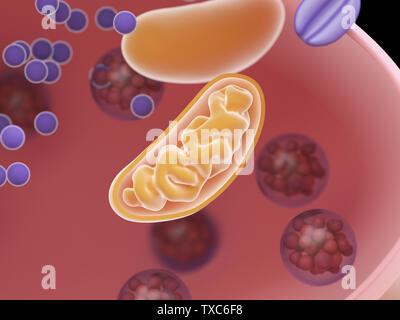 Cross-section of a synapse, illustration Stock Photo - Alamy