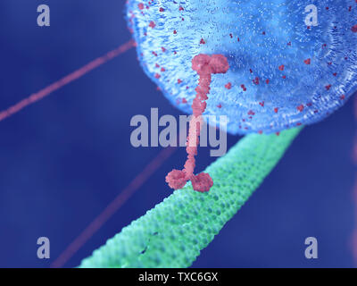 3d rendered illustration of a motor protein Stock Photo - Alamy