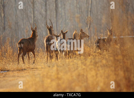 Reed Deer Shadow Two Stock Photo - Alamy