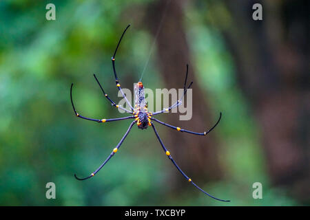 Guangdong giant bird spider Stock Photo - Alamy