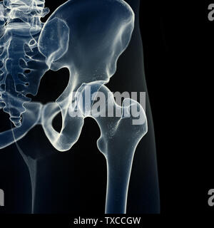 3d rendered illustration. Hip bone, anatomy concept Stock Photo - Alamy