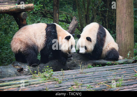 Beautiful look at a giant panda bear Stock Photo - Alamy
