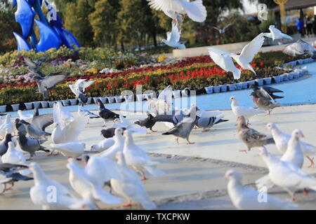 Beidaihe pigeon nest park Stock Photo - Alamy
