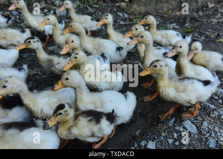 Domestic ducks and chickens in the poultry yard. chickens and duck on ...