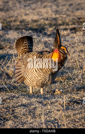 A male Greater Prairie Chicken displays in a lek at Bluestem Prairie ...