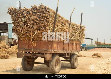 Full loaded sugar cane truck driving through the sugar cane fields on a ...