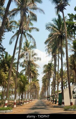 Road with palm trees, Pune, Maharashtra, India, Asia Stock Photo - Alamy