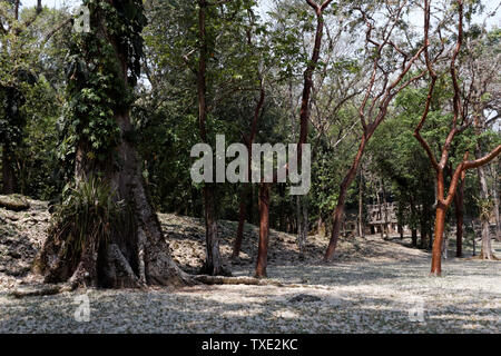 Day trip to Yaxilan, ruins of Maya city in th ejungle Stock Photo - Alamy
