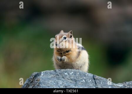 Chipmunk in Banff national park in Canada Stock Photo - Alamy
