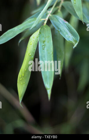 Photo by Zhao Tuo Park Stock Photo - Alamy