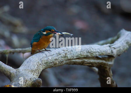 Kingfisher or Alcedo atthis perches with prey on branch Stock Photo - Alamy