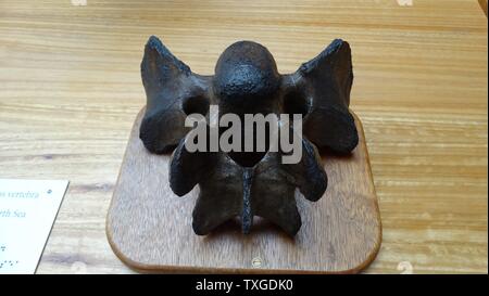 Rhinoceros vertebra, from the North Sea Stock Photo - Alamy