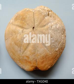 Spatangus purpureus, a genus of heart urchins in the Spatangidae family ...