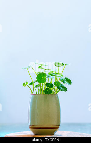 Exquisite copper money grass potted plants Stock Photo - Alamy