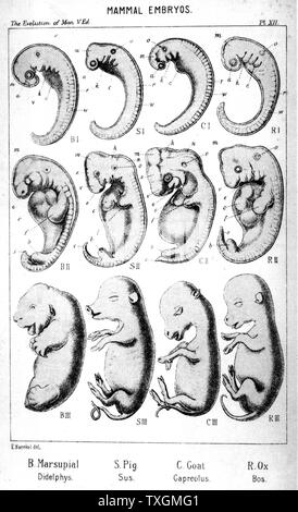 Mammal embryos. From Ernst Haeckel 'The Evolution of Man', fifth ...