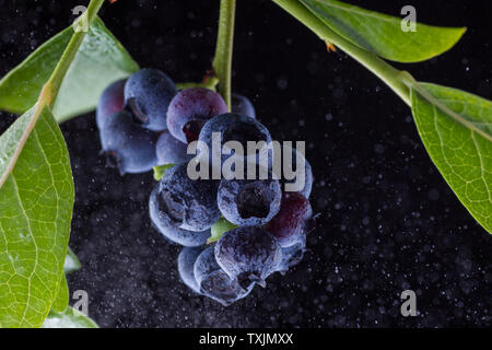 All stages of blueberry flowers and fruit Stock Photo - Alamy