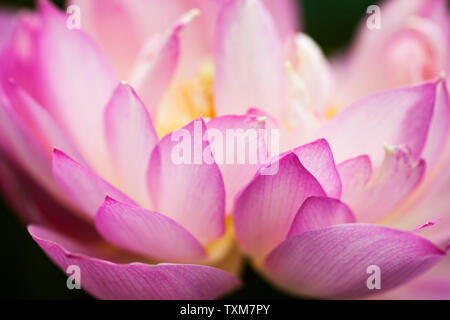 Lotus flowers are in full bloom at Fuxing Park in Shanghai, east China ...