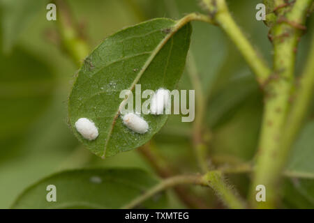 Viburnum cushion scale insect, on underside of Viburnum tinus leaves ...