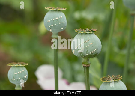 Sap or latex exuding from cuts in the seedpod of an opium poppy Papaver ...