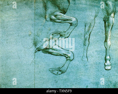 Anatomical study of muscles of the legs by Leonardo da Vinci Stock ...