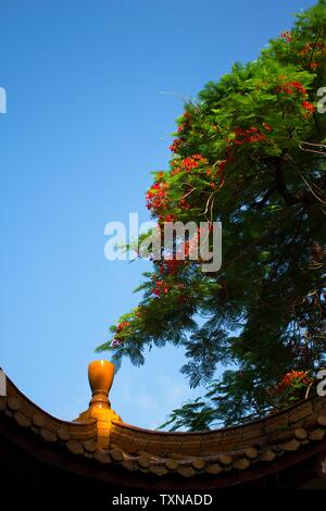 Phoenix flower in summer Stock Photo - Alamy