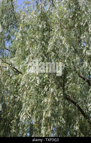 Old willows (Salix alba) in the quarry forest, Emsland, Lower Saxony ...
