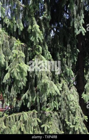 Beautiful, mature, Picea abies, the Norway spruce, Norwegian spruce, European spruc Stock Photo ...
