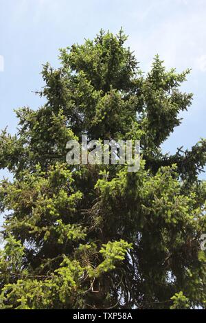 Beautiful Finnish spruce, Picea abies, the Norway spruce, or European ...