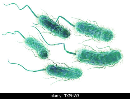 Illustration showing Escherichia coli bacteria (E. coli) with Nucleoid ...