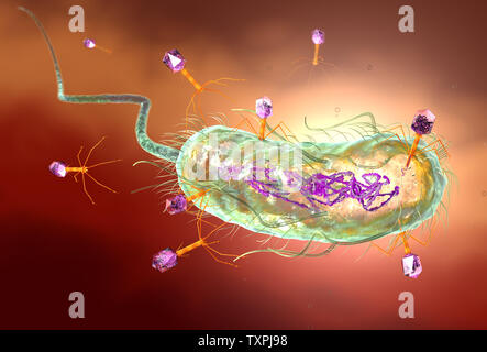 Illustration showing bacteriophage attacking E. coli bacteria Stock ...