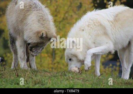 Arctic wolves eating raw meat in their habitat Stock Photo - Alamy