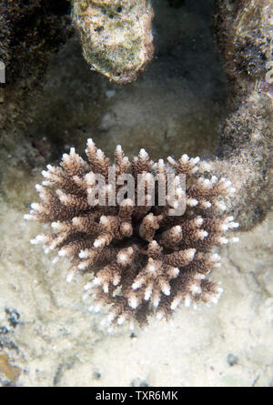 Stylophora SPS coral in reef aquarium tank - Pocilloporidae sp Stock Photo - Alamy