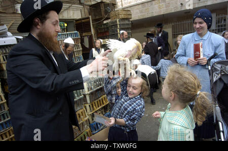 An ultra Orthodox Jewish man waves a chicken over his head during the ...