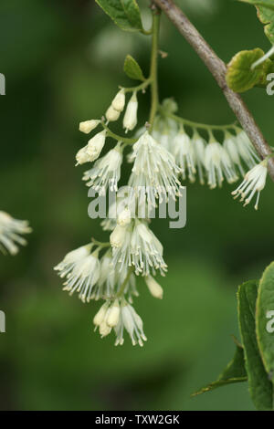 Pterostyrax hispidus, the epaulette tree or fragrant epaulette tree, is ...